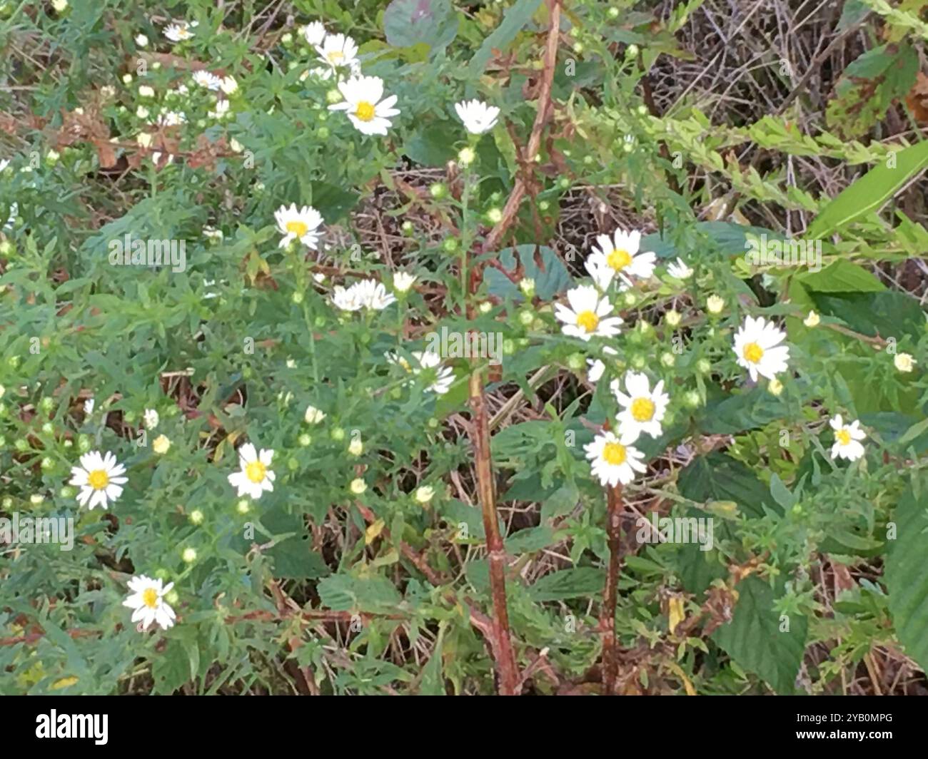 hairy white oldfield aster (Symphyotrichum pilosum) Plantae Stock Photo ...