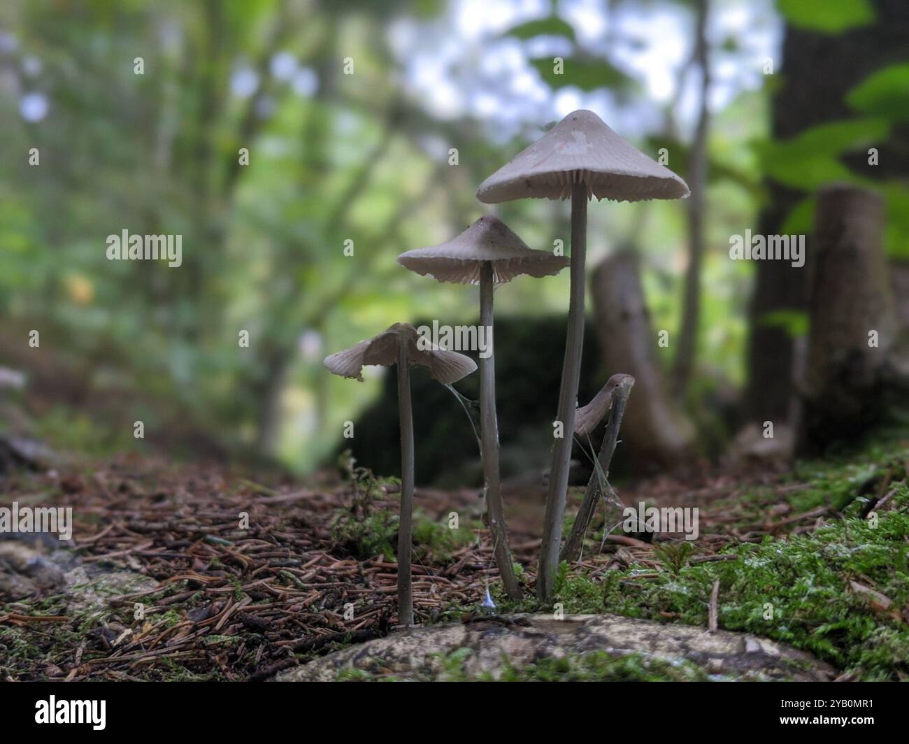 common bonnet (Mycena galericulata) Fungi Stock Photo - Alamy