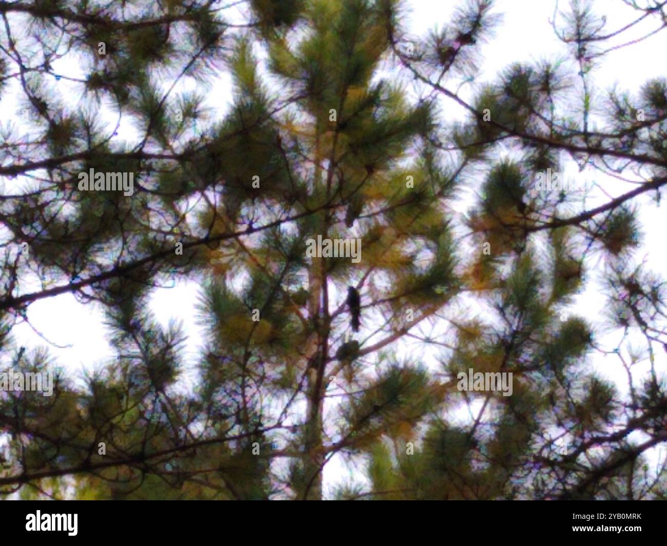 New World Blackbirds and Orioles (Icteridae) Aves Stock Photo - Alamy