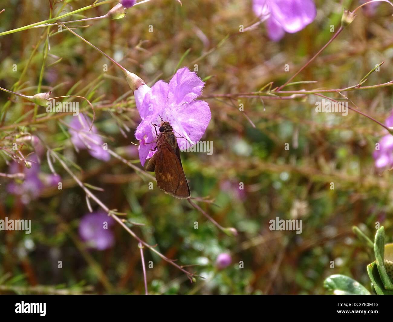 Southern Broken-Dash (Polites otho) Insecta Stock Photo - Alamy