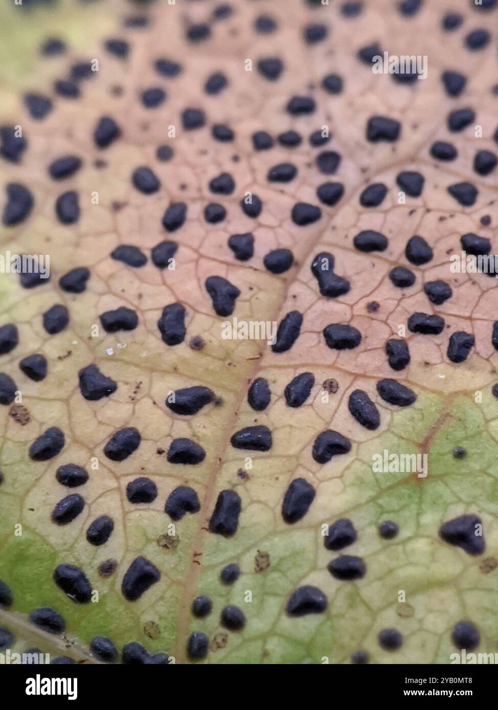 Speckled Tar Spot (Rhytisma punctatum) Fungi Stock Photo - Alamy