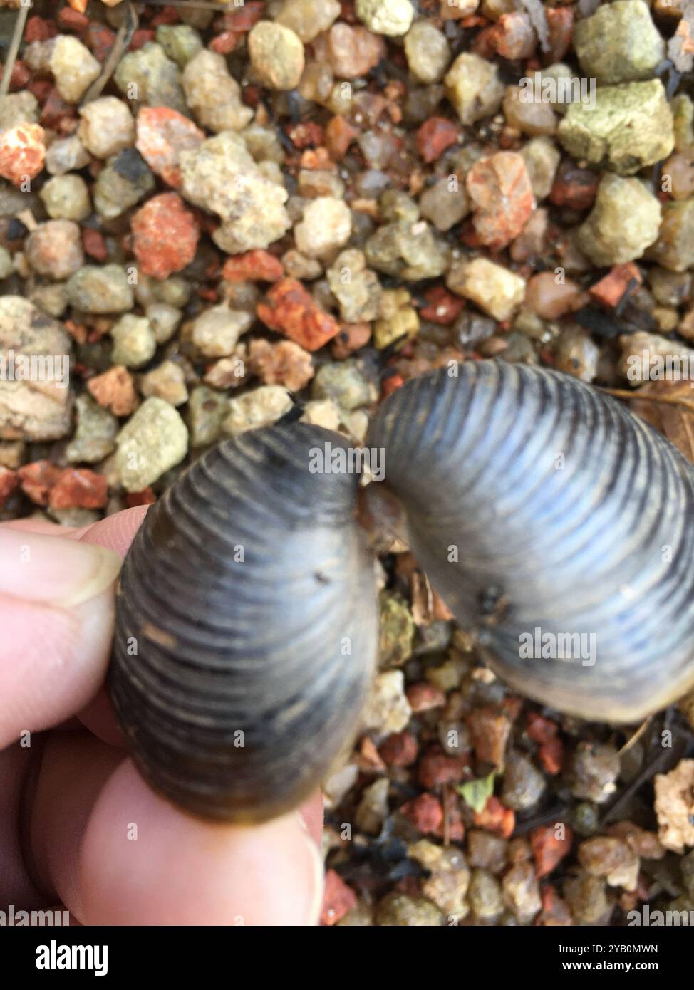 Asian Clam (Corbicula fluminea) Mollusca Stock Photo - Alamy