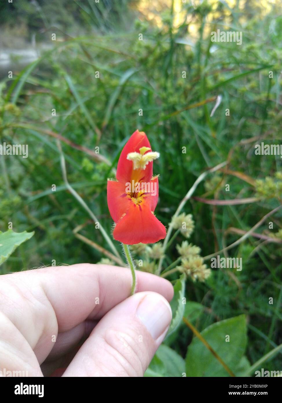 scarlet monkeyflower (Erythranthe cardinalis) Plantae Stock Photo - Alamy