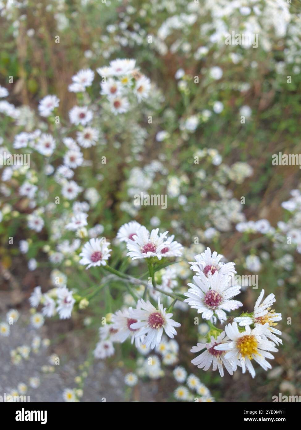 hairy white oldfield aster (Symphyotrichum pilosum) Plantae Stock Photo ...