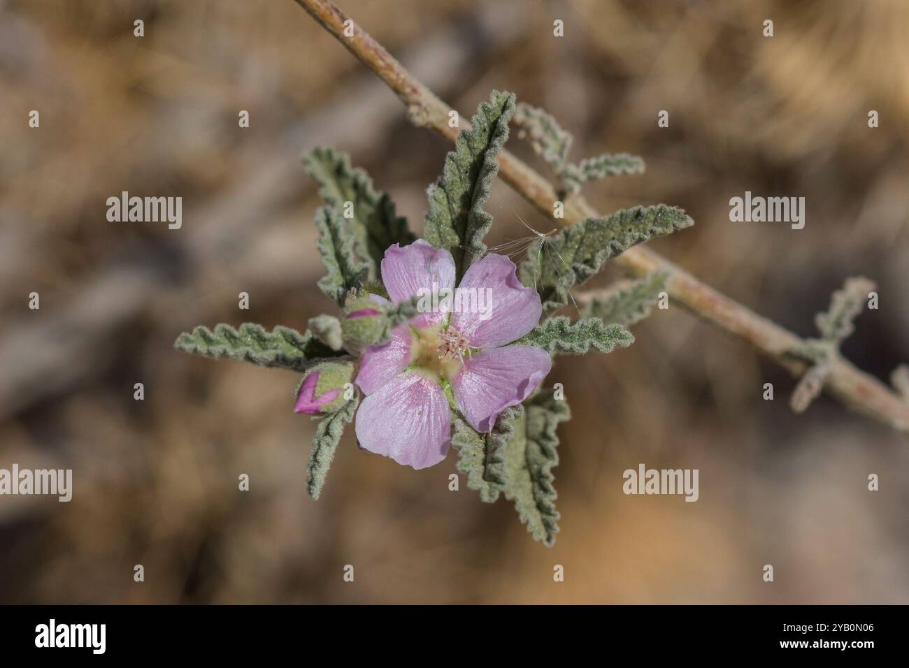 narrowleaf globemallow (Sphaeralcea angustifolia) Plantae Stock Photo ...