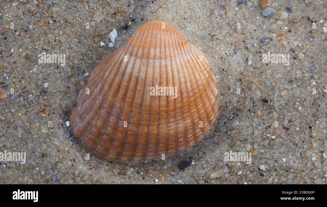 Common Cockle (Cerastoderma edule) Mollusca Stock Photo - Alamy