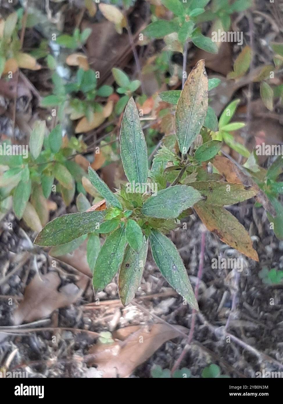 three-seeded mercuries (Acalypha) Plantae Stock Photo - Alamy