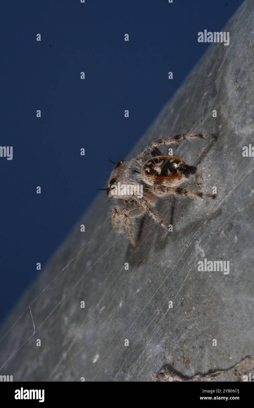 canopy jumping spider (Phidippus otiosus) Arachnida Stock Photo - Alamy