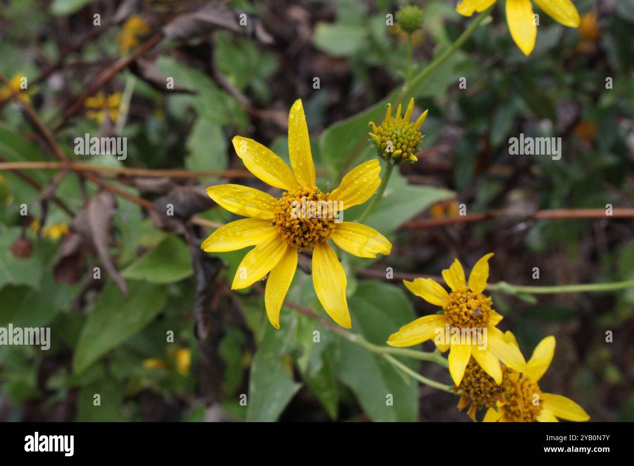 Toothleaf Goldeneye (Viguiera dentata) Plantae Stock Photo - Alamy
