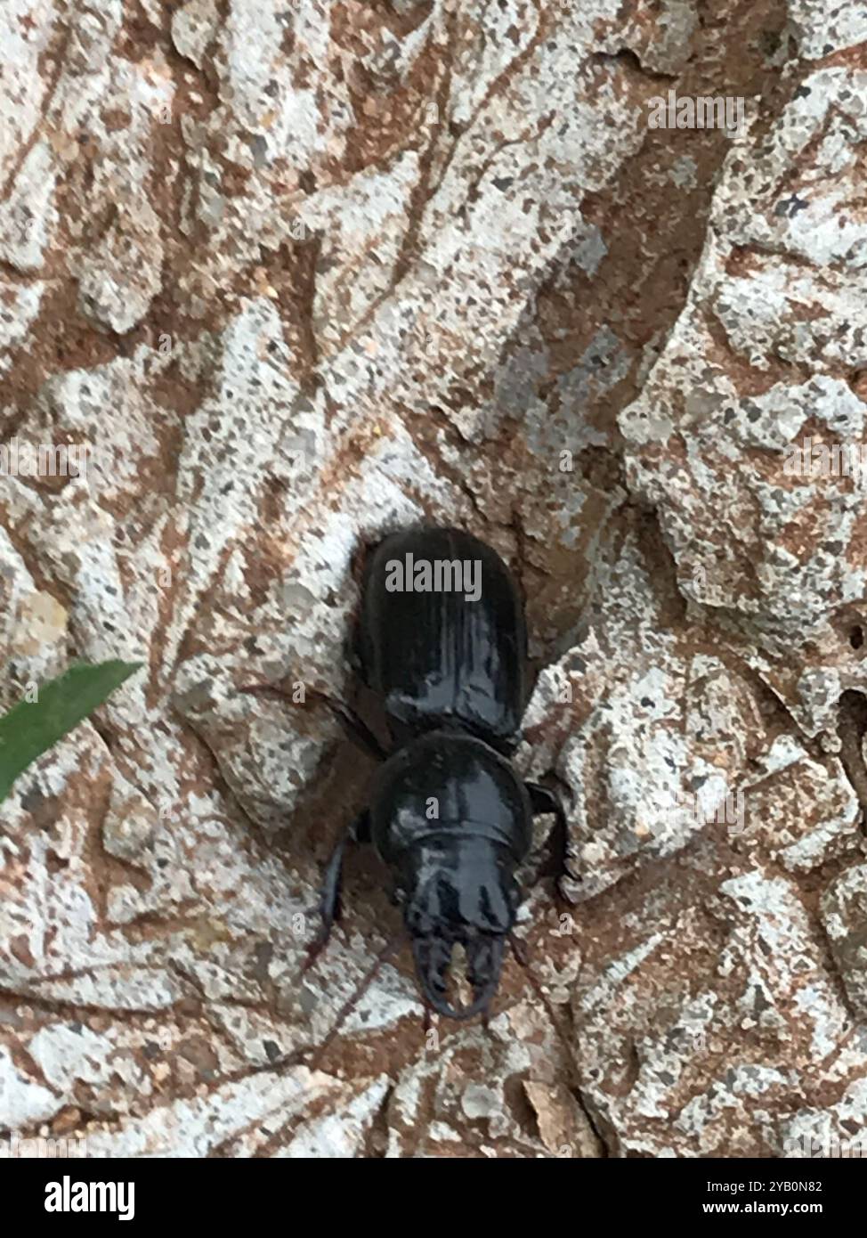 Big-headed Ground Beetle (Scarites subterraneus) Insecta Stock Photo ...