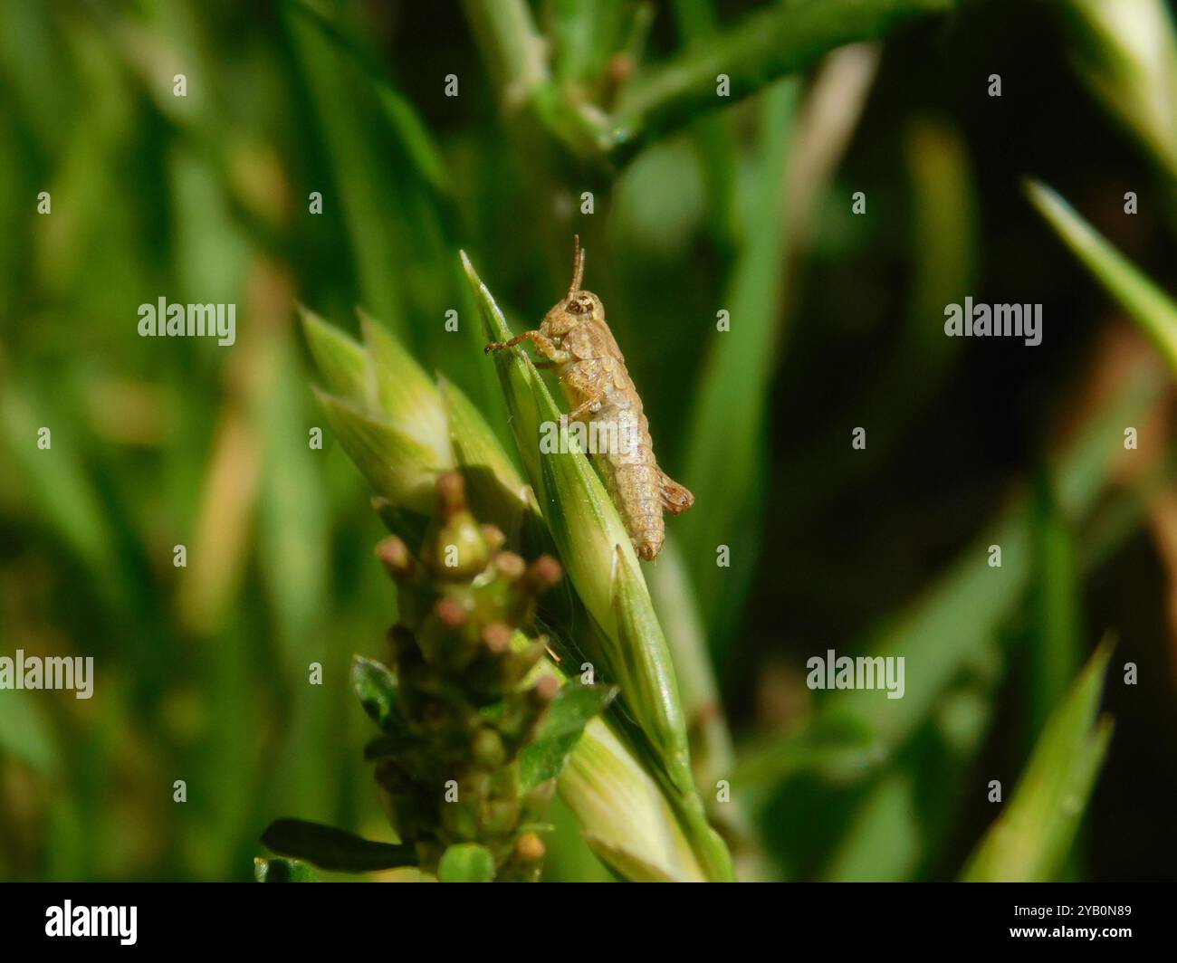 Short-horned Grasshoppers (Acrididae) Insecta Stock Photo - Alamy