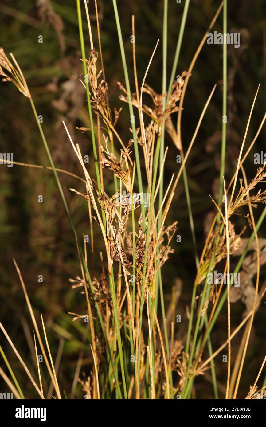 Hard Rush (Juncus inflexus) Plantae Stock Photo - Alamy