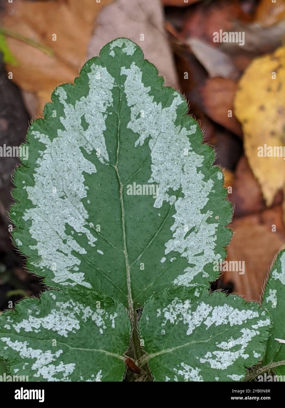 Variegated Yellow Archangel (Lamium galeobdolon argentatum) Plantae ...