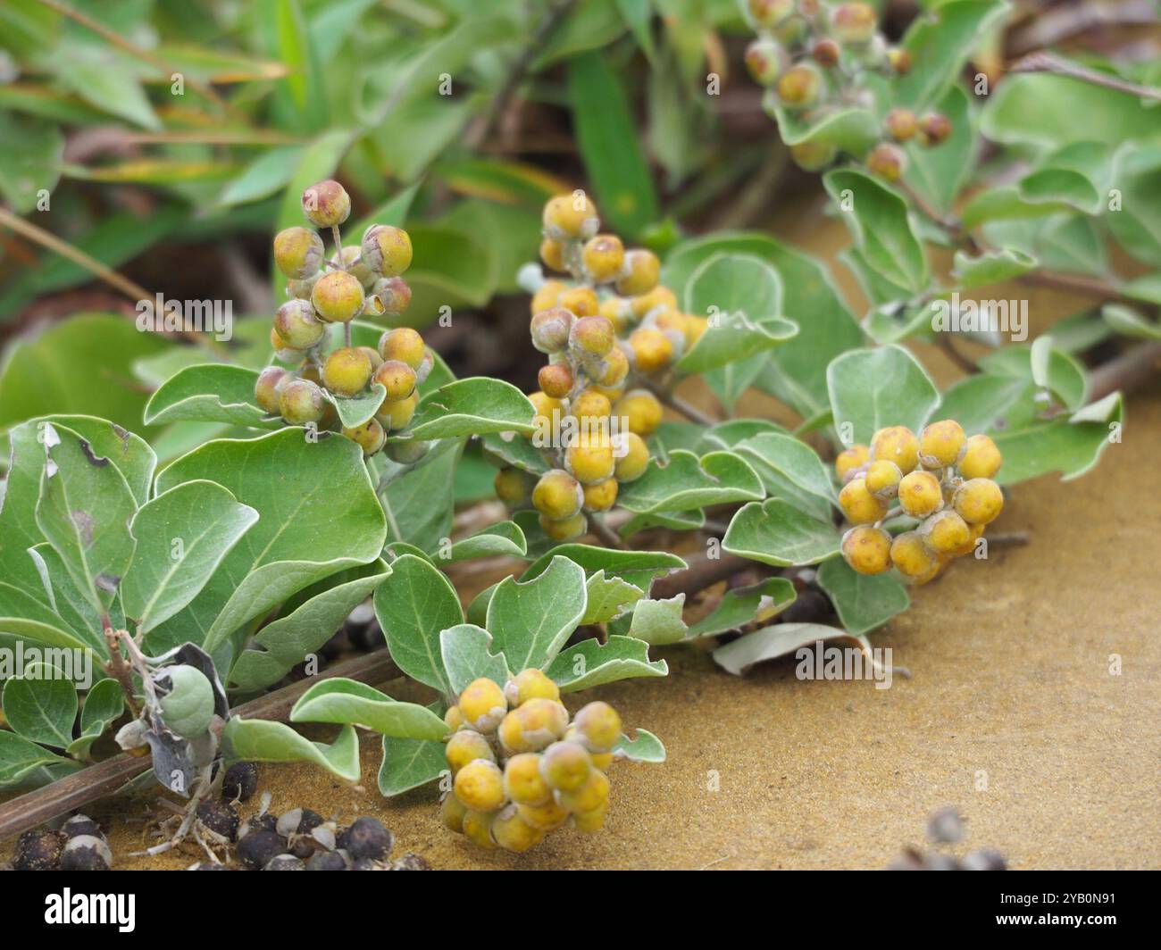 Beach Vitex (Vitex rotundifolia) Plantae Stock Photo - Alamy