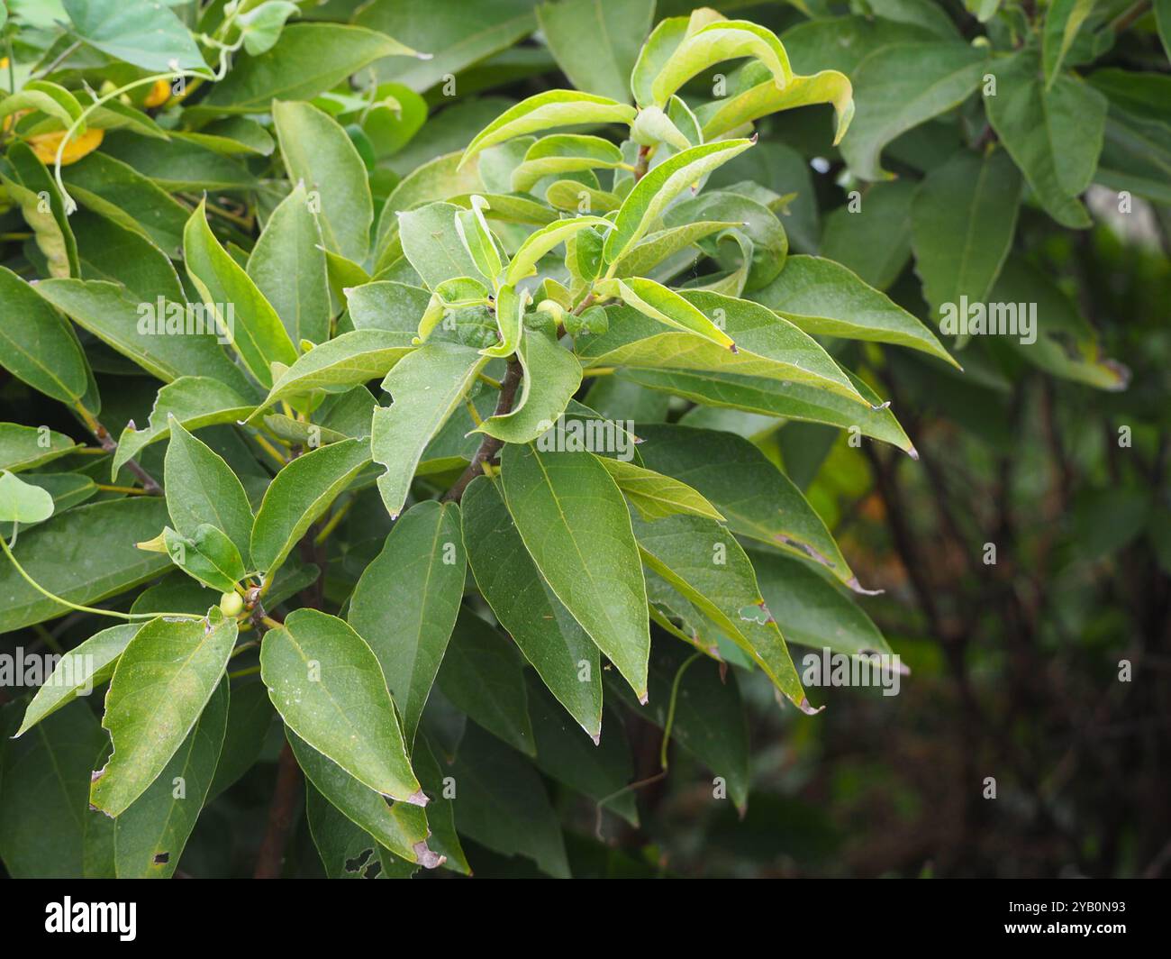Fairy Fig (Ficus erecta) Plantae Stock Photo - Alamy