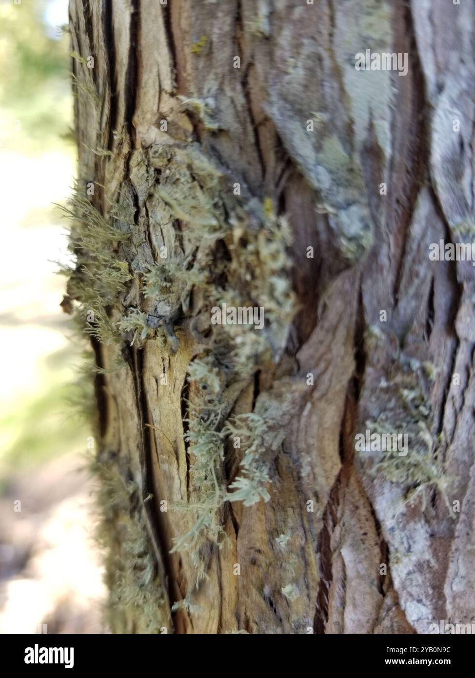 bushy lichens, sea-fog lichens, and allies (Ramalinaceae) Fungi Stock ...