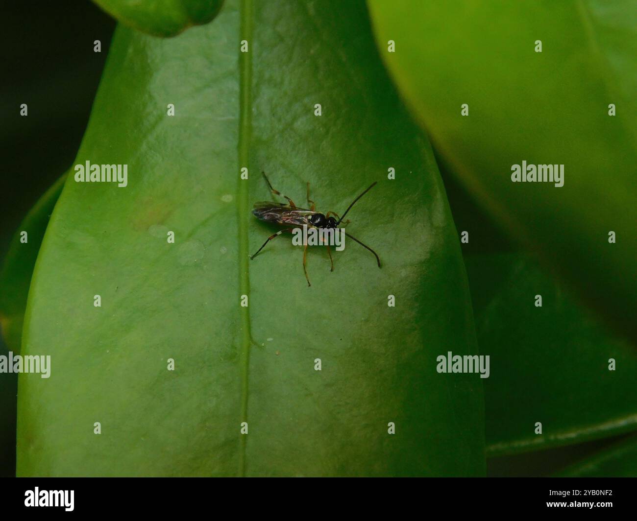 Common Hover Fly Parasitoid Wasp (Diplazon laetatorius) Insecta Stock ...