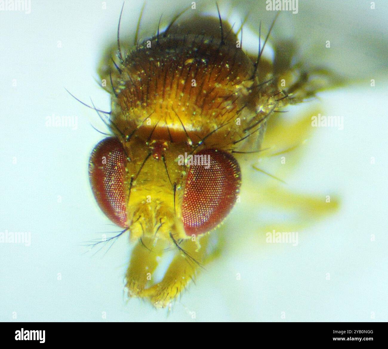Spotted-winged Drosophila (Drosophila suzukii) Insecta Stock Photo - Alamy