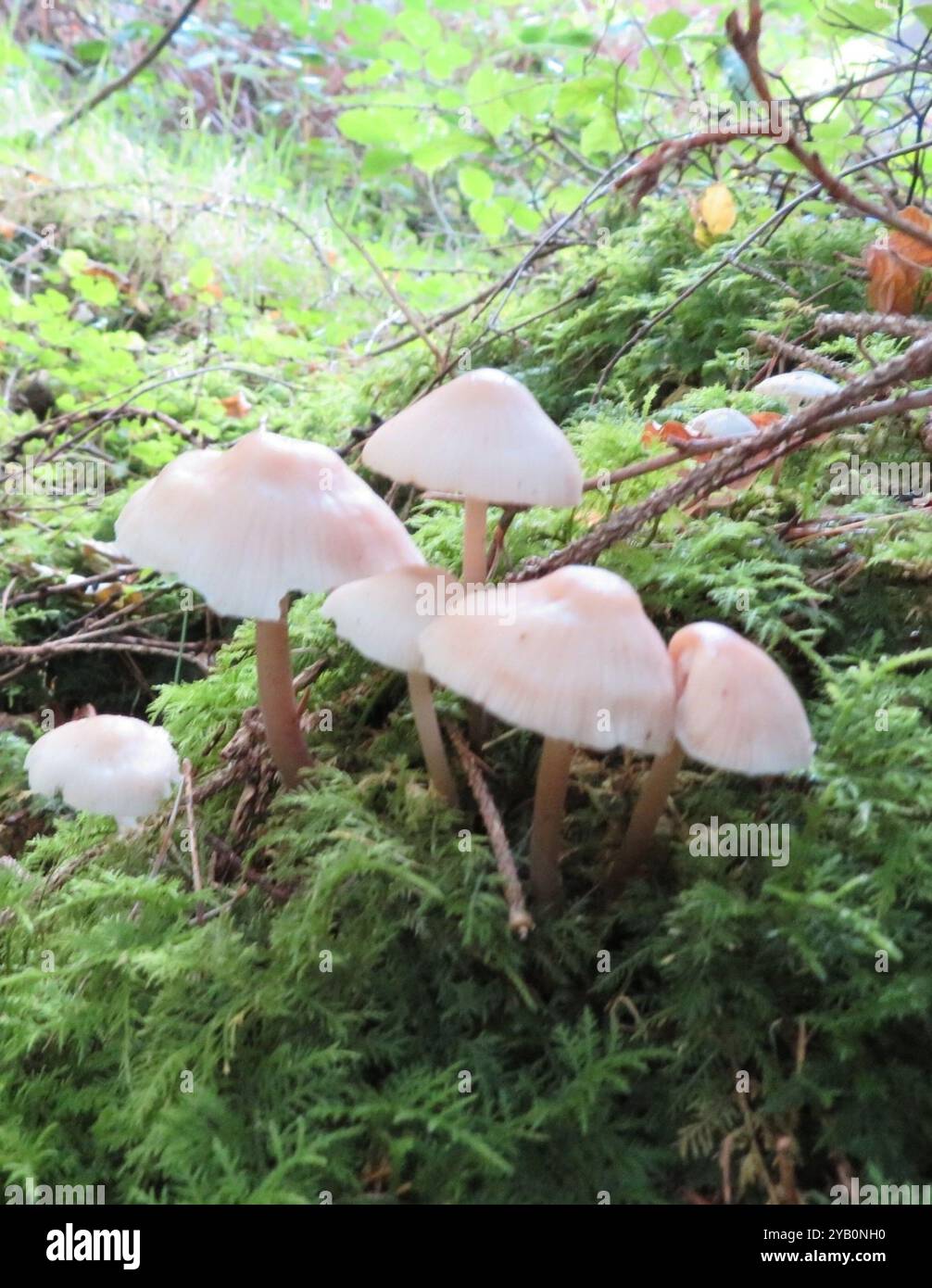 common bonnet (Mycena galericulata) Fungi Stock Photo - Alamy