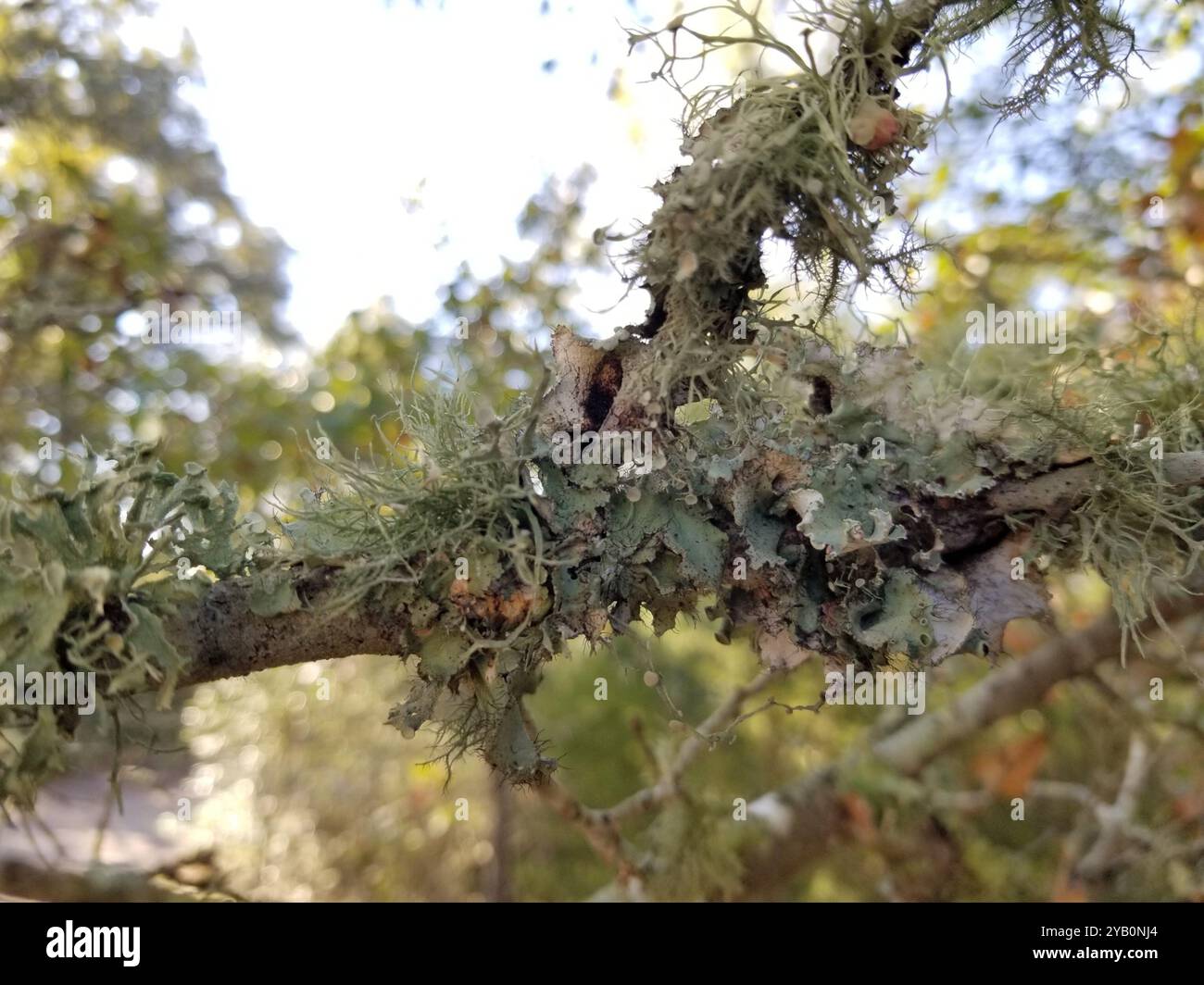 cartilage lichen (Ramalina celastri) Fungi Stock Photo - Alamy