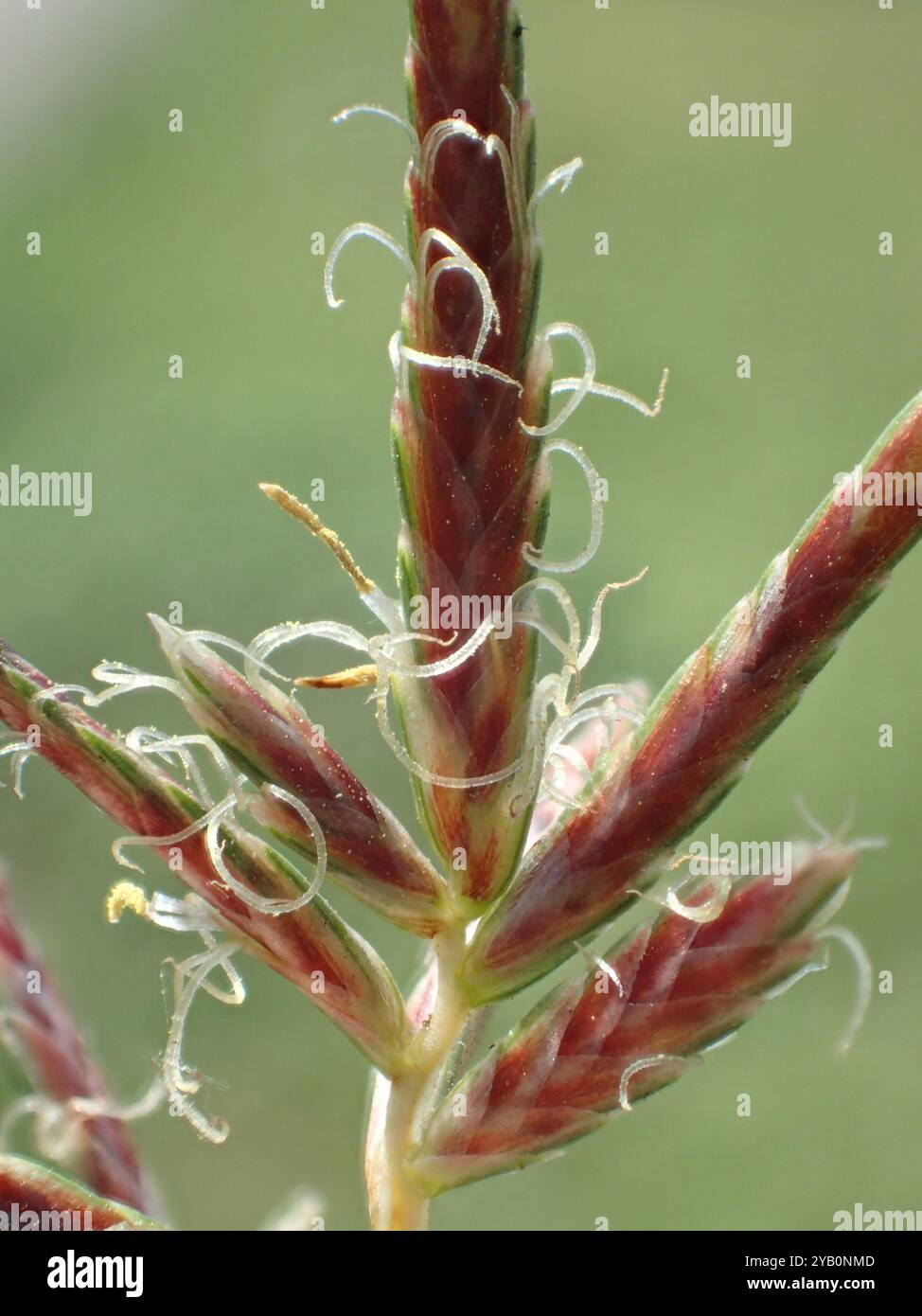 Purple nutsedge (Cyperus rotundus) Plantae Stock Photo - Alamy