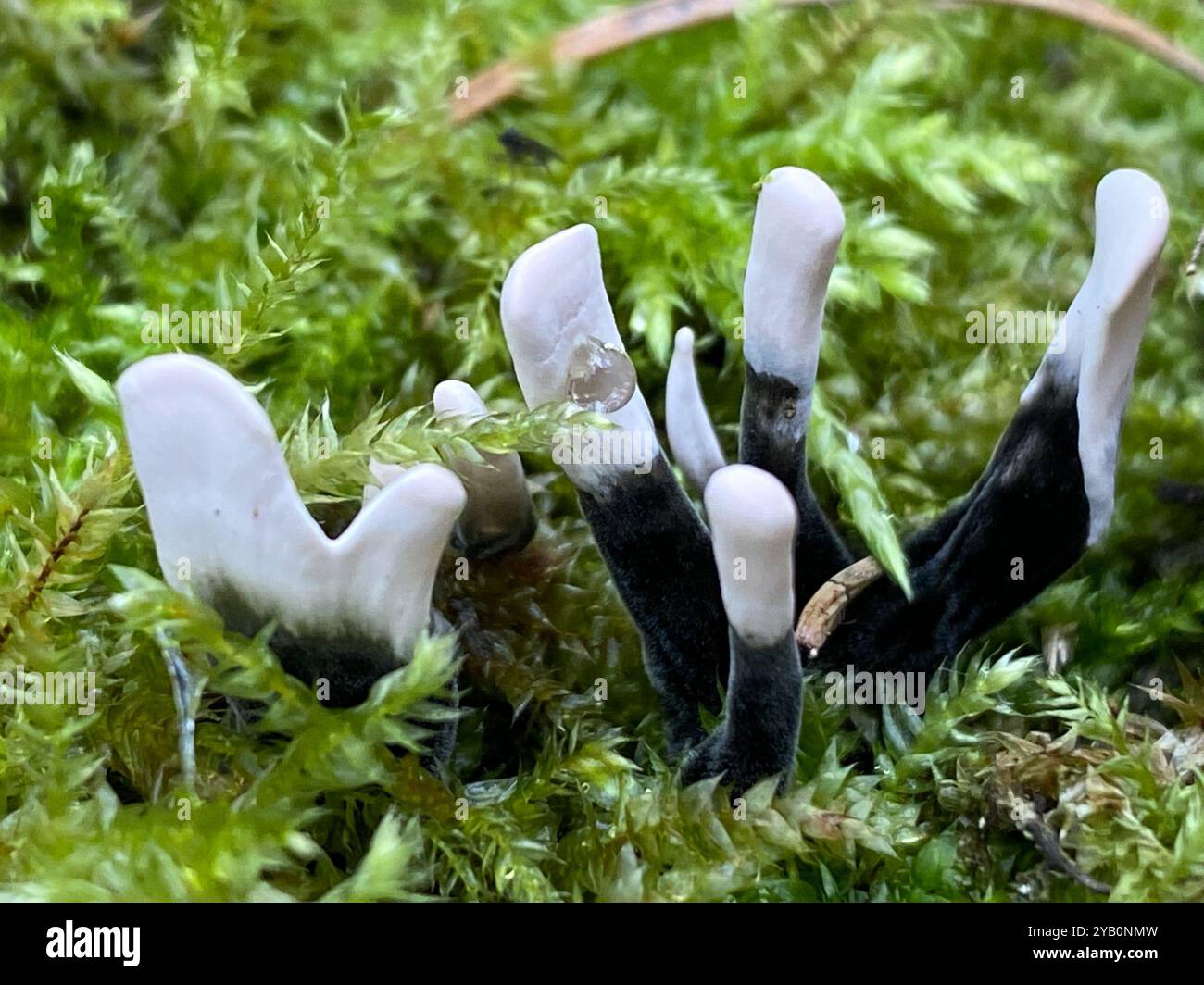 Candlesnuff Fungus (Xylaria hypoxylon) Fungi Stock Photo - Alamy
