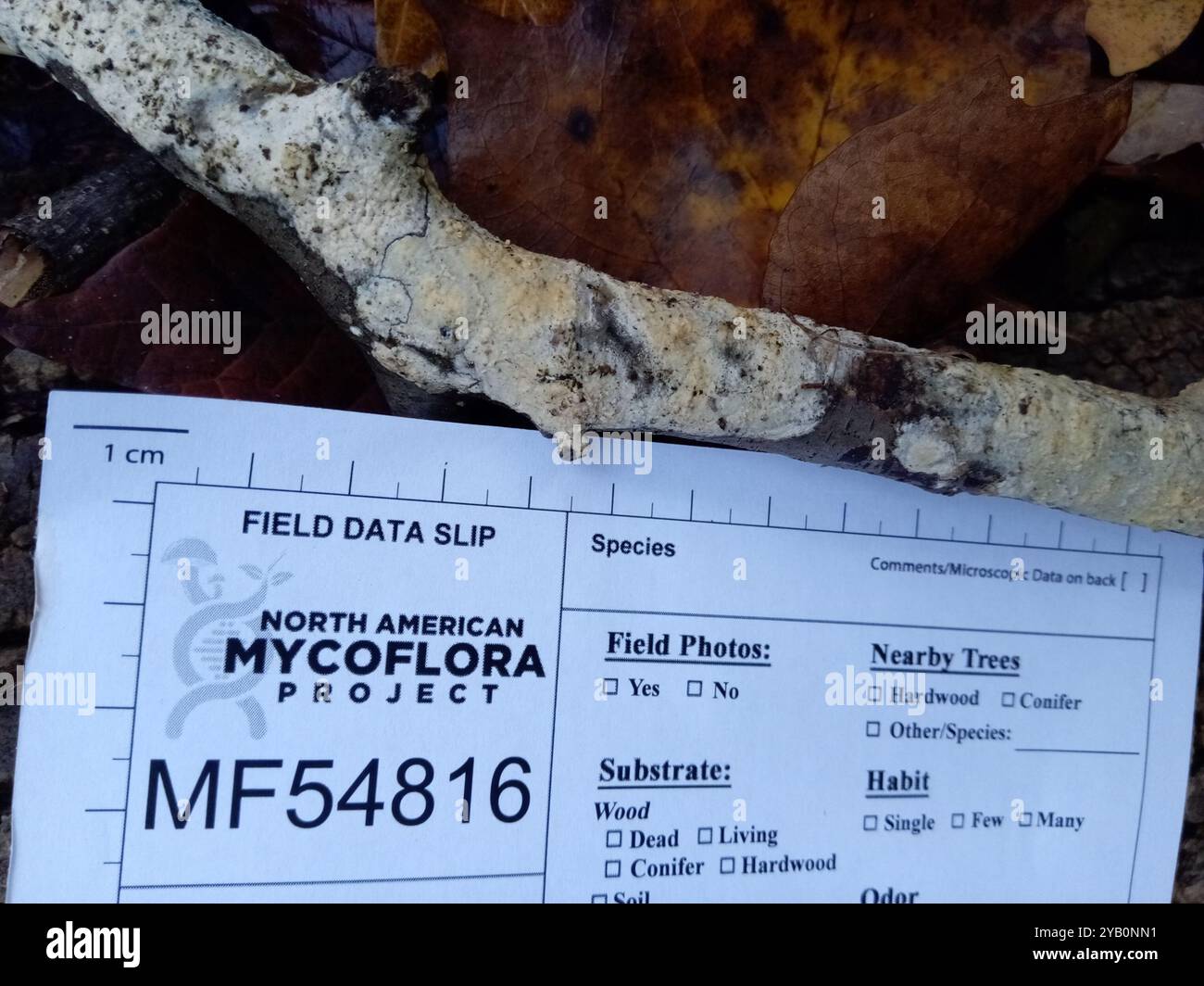 Toothed Crust (Basidioradulum radula) Fungi Stock Photo - Alamy