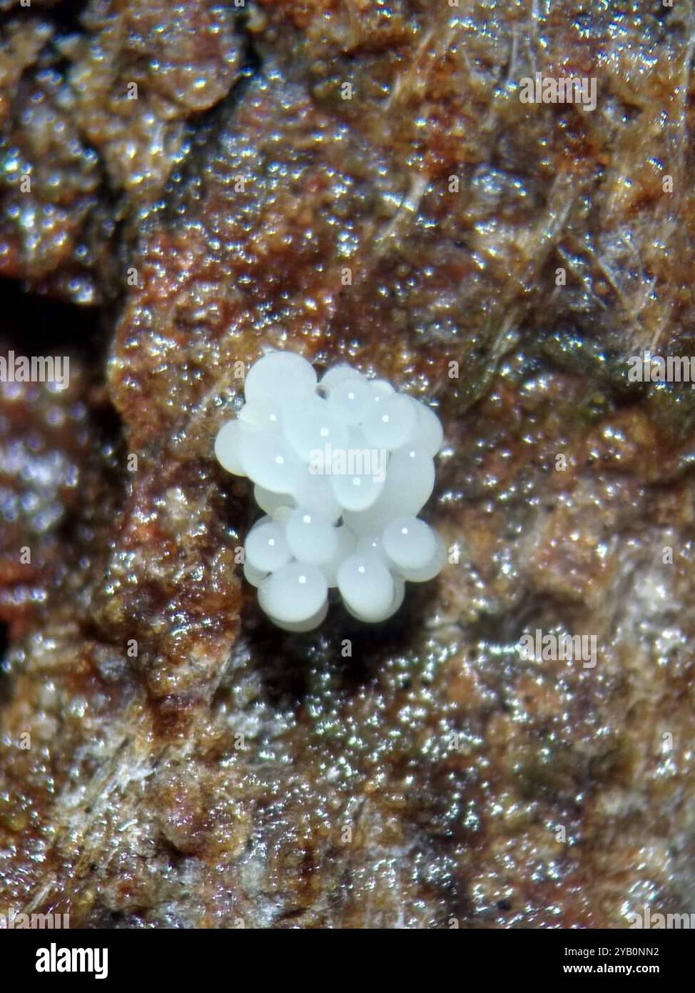 (Arcyria ferruginea) Protozoa Stock Photo - Alamy