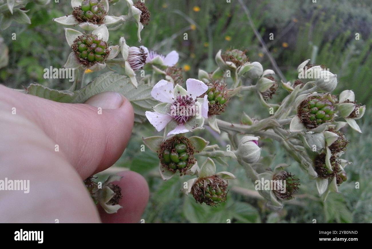 White Bramble (Rubus rigidus) Plantae Stock Photo - Alamy