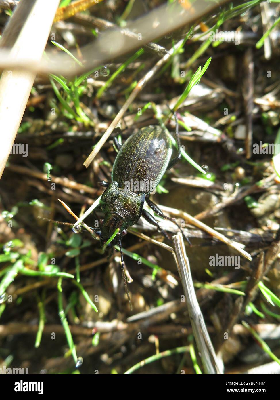 Worm and Slug Hunters (Carabus) Insecta Stock Photo - Alamy