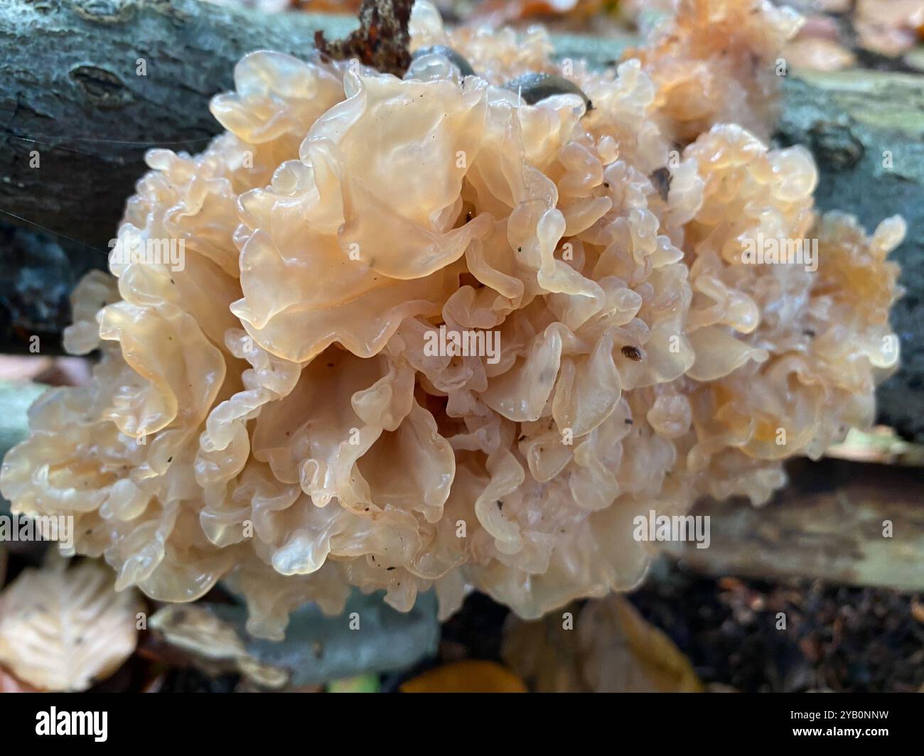 Leafy Brain (Phaeotremella foliacea) Fungi Stock Photo - Alamy