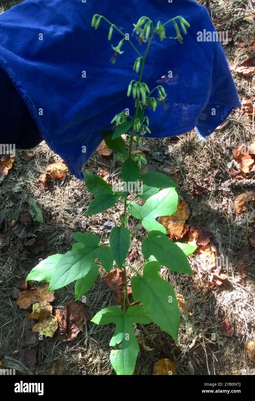 tall rattlesnake root (Nabalus altissimus) Plantae Stock Photo - Alamy