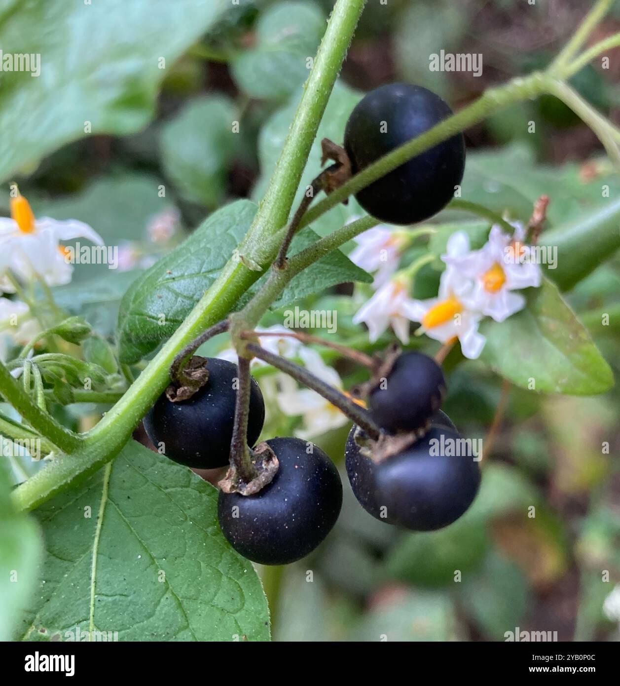 greenspot nightshade (Solanum douglasii) Plantae Stock Photo - Alamy