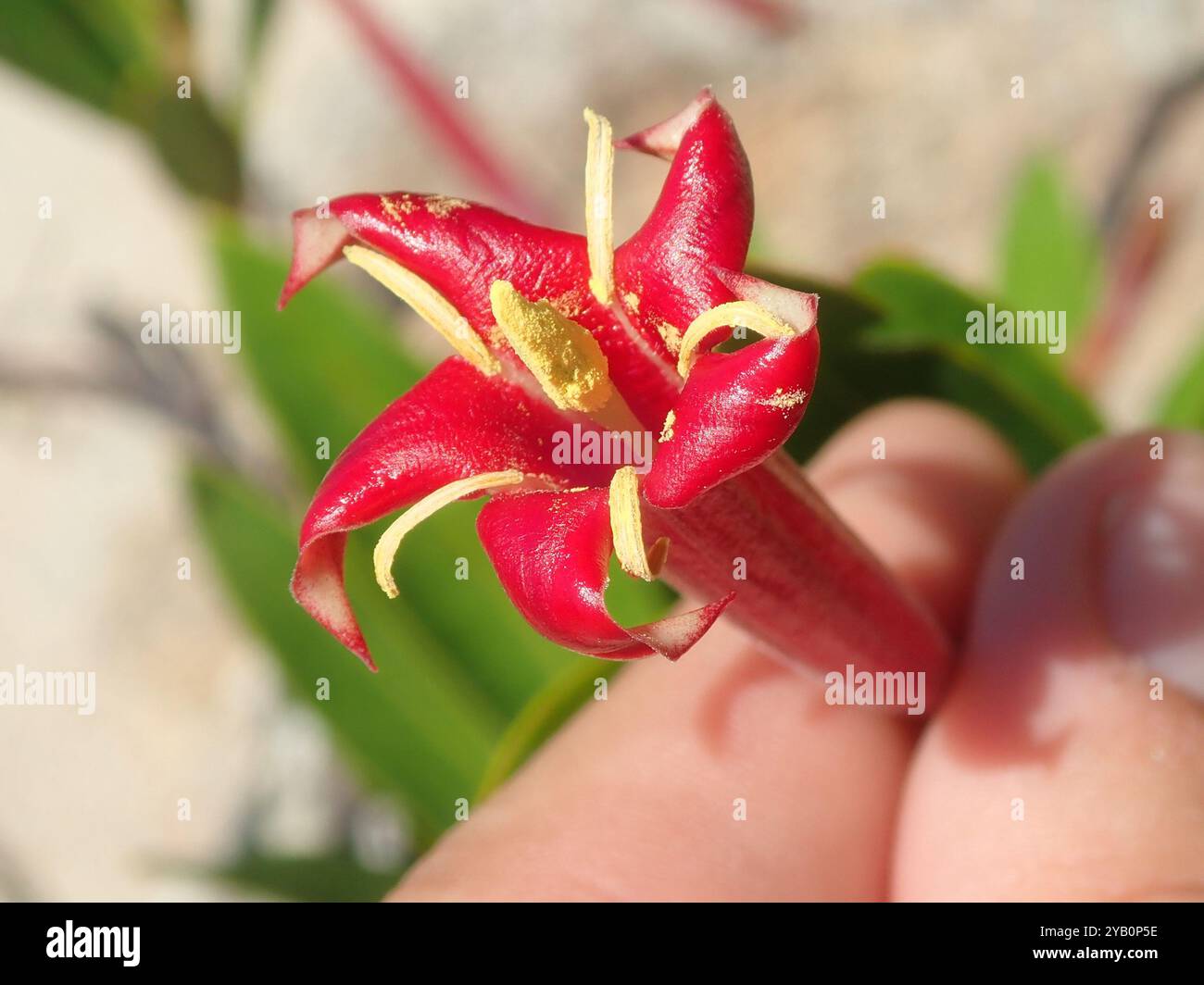 (Augusta longifolia) Plantae Stock Photo - Alamy