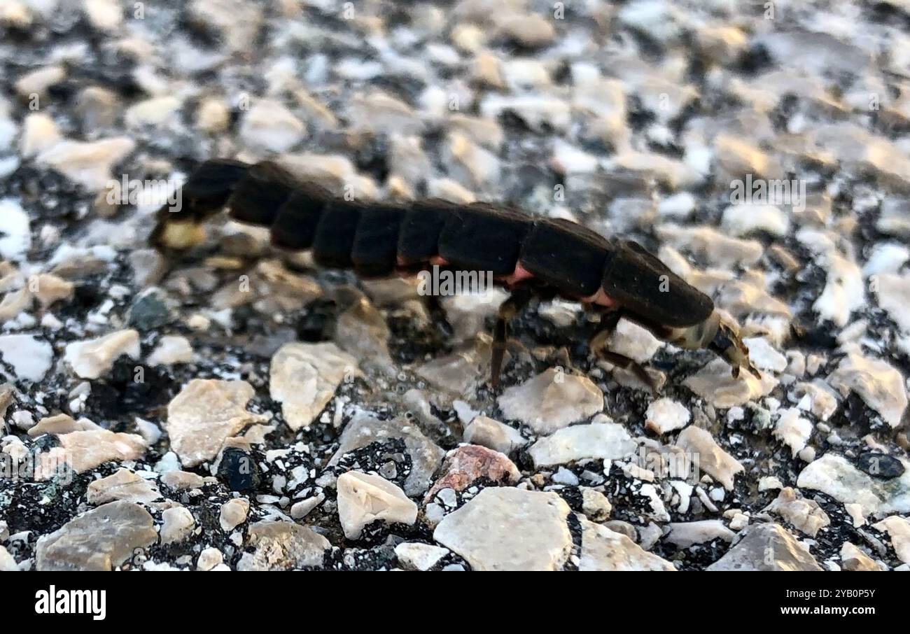 Mediterranean Pale Glow-worm (Nyctophila reichii) Insecta Stock Photo ...