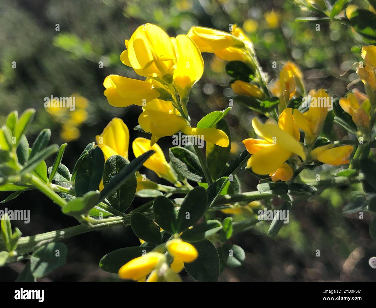 French broom (Genista monspessulana) Plantae Stock Photo - Alamy