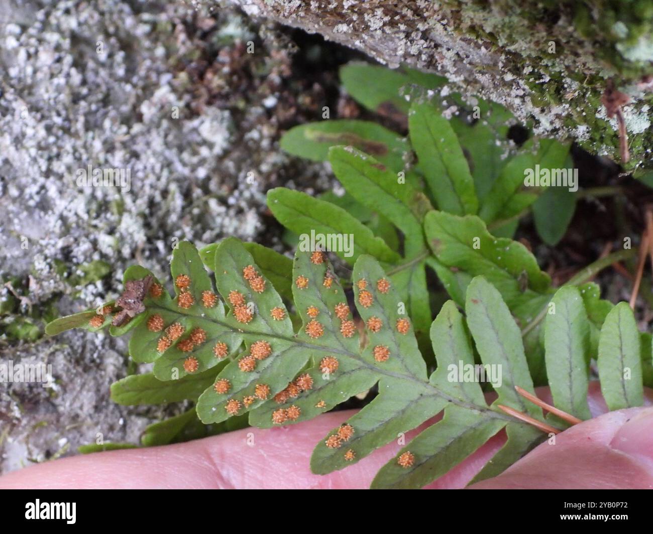 common polypody (Polypodium vulgare) Plantae Stock Photo - Alamy