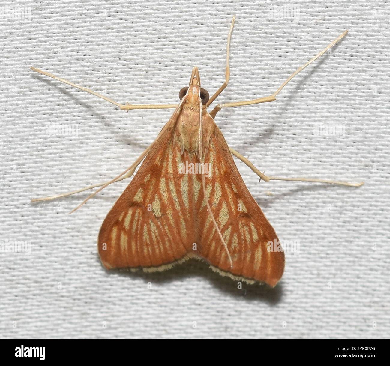 Sesame Leafroller (Antigastra catalaunalis) Insecta Stock Photo - Alamy