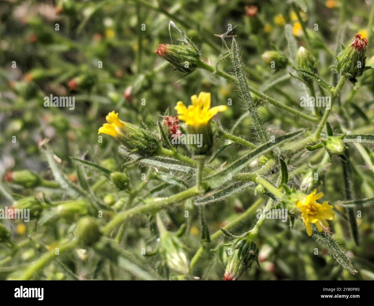 Stinkwort (Dittrichia graveolens) Plantae Stock Photo - Alamy