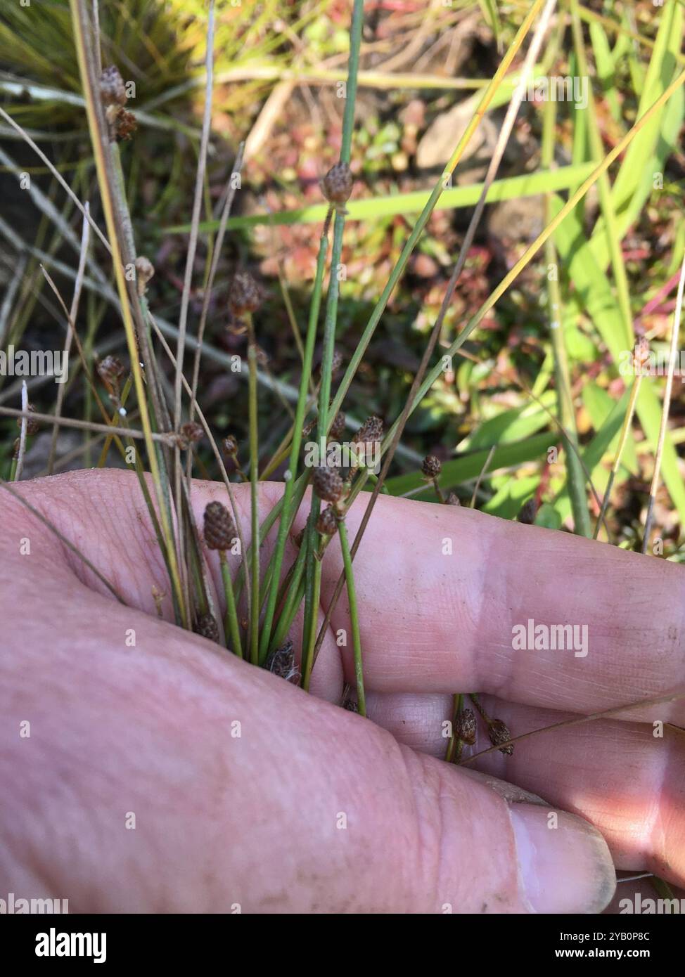 Blunt Spikerush (Eleocharis obtusa) Plantae Stock Photo - Alamy
