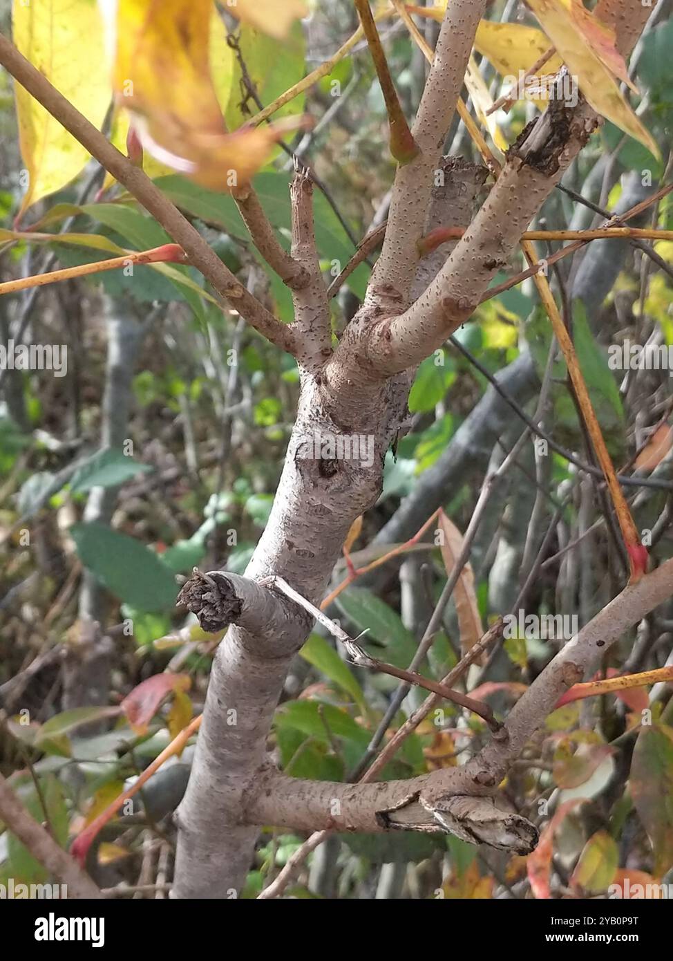 poison sumac (Toxicodendron vernix) Plantae Stock Photo - Alamy