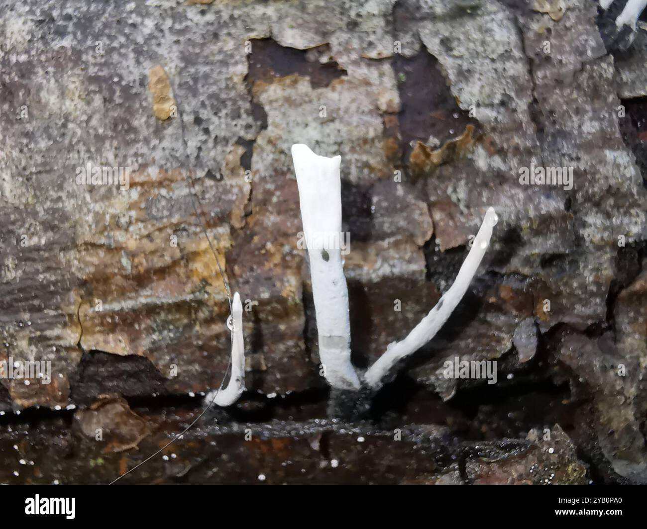 Candlesnuff Fungus (Xylaria hypoxylon) Fungi Stock Photo - Alamy