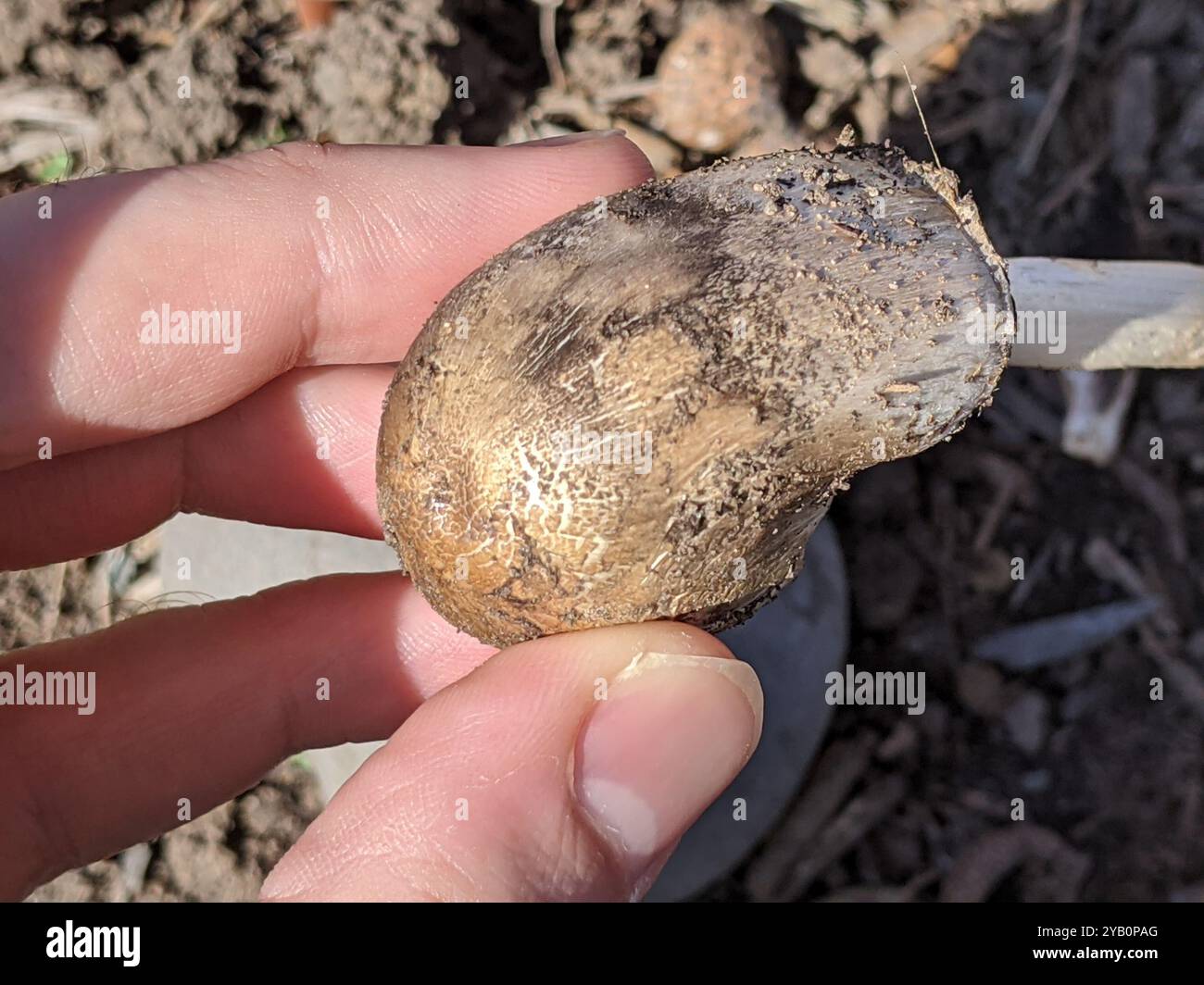 Common Ink Cap (Coprinopsis atramentaria) Fungi Stock Photo - Alamy
