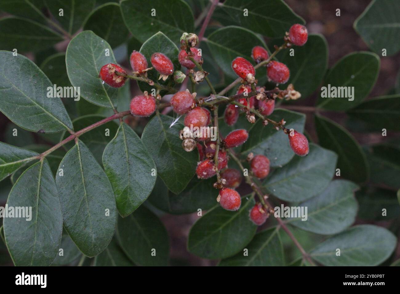 evergreen sumac (Rhus virens) Plantae Stock Photo - Alamy