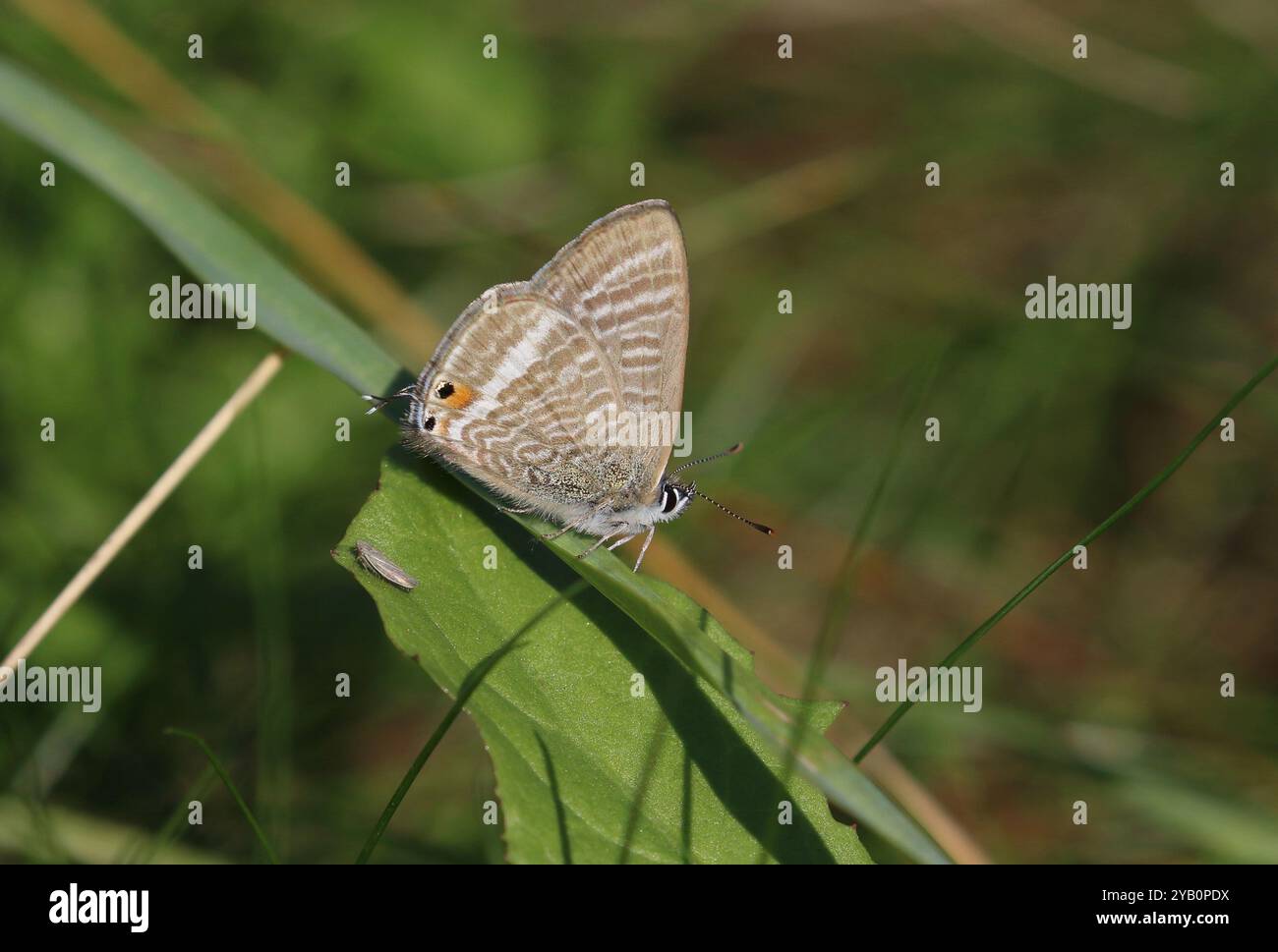 Long-tailed Blue or Pea Blue Butterfly - Lampides boeticus Stock Photo ...