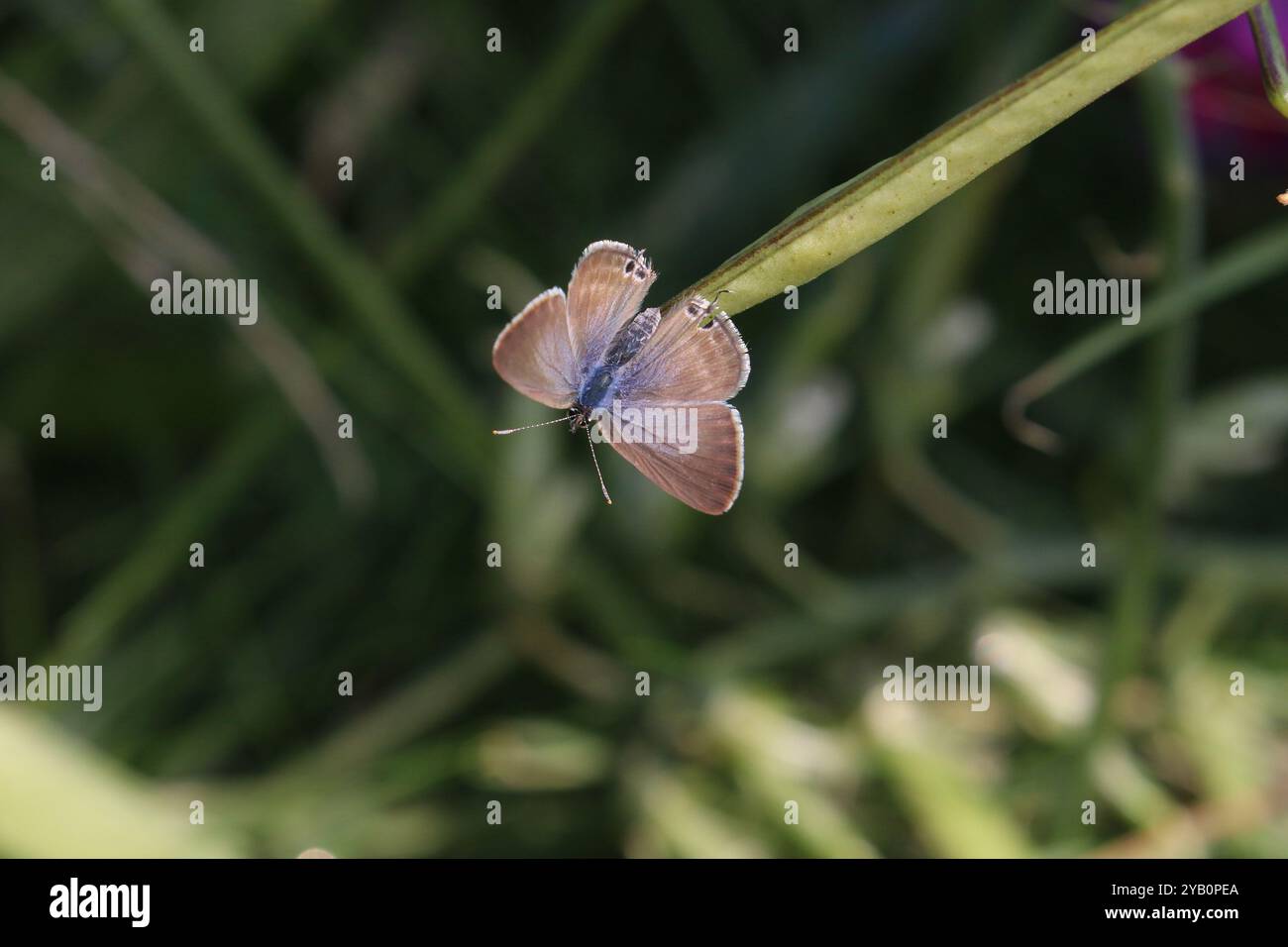 Common grass blue butterfly australia hi-res stock photography and ...