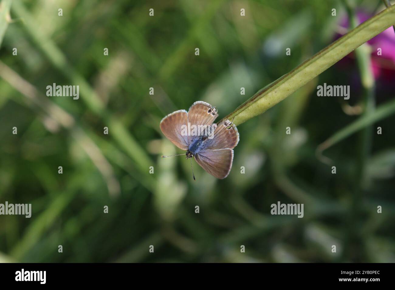 Female blue butterfly resting hi-res stock photography and images - Alamy