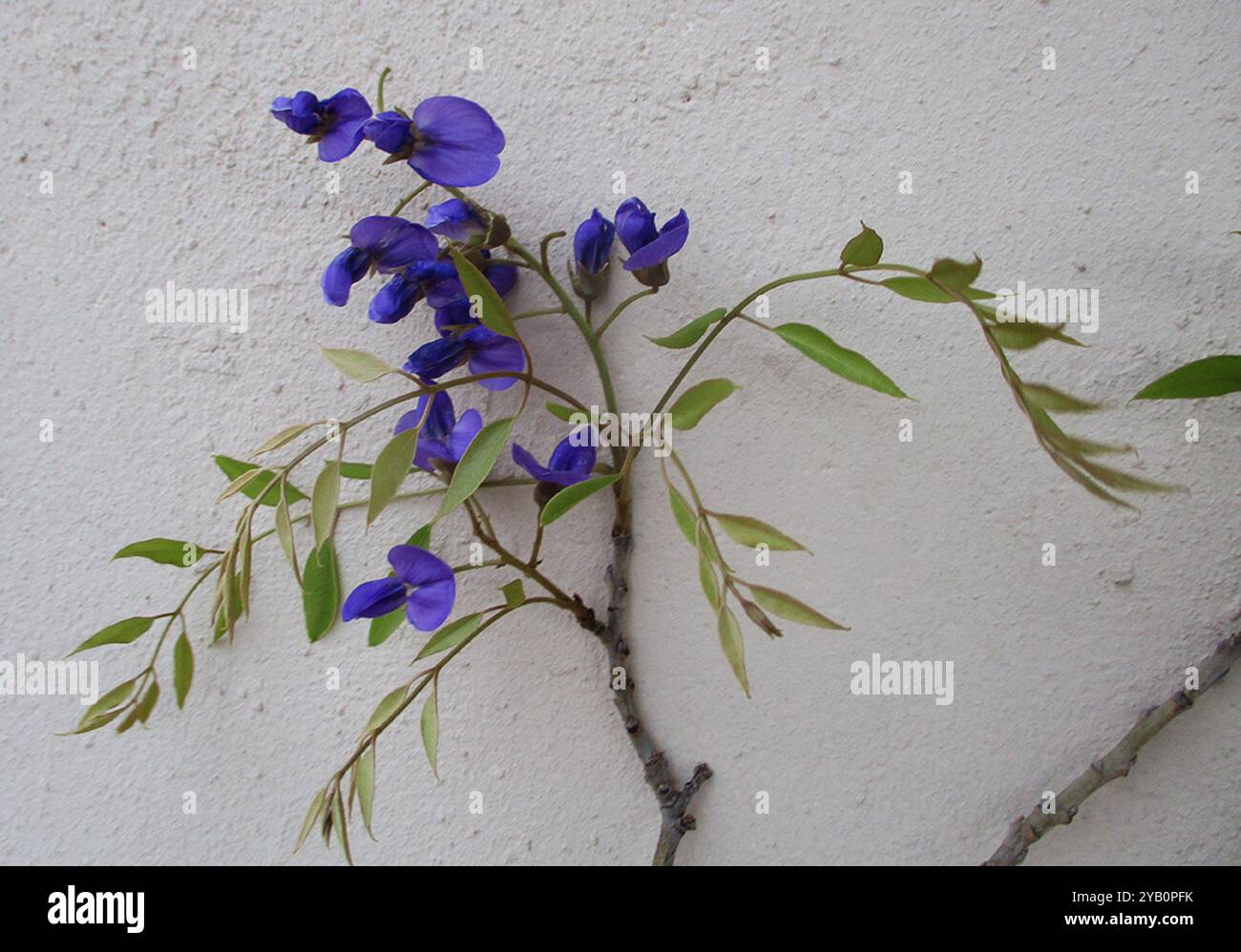 Tree-wisteria (Bolusanthus speciosus) Plantae Stock Photo - Alamy