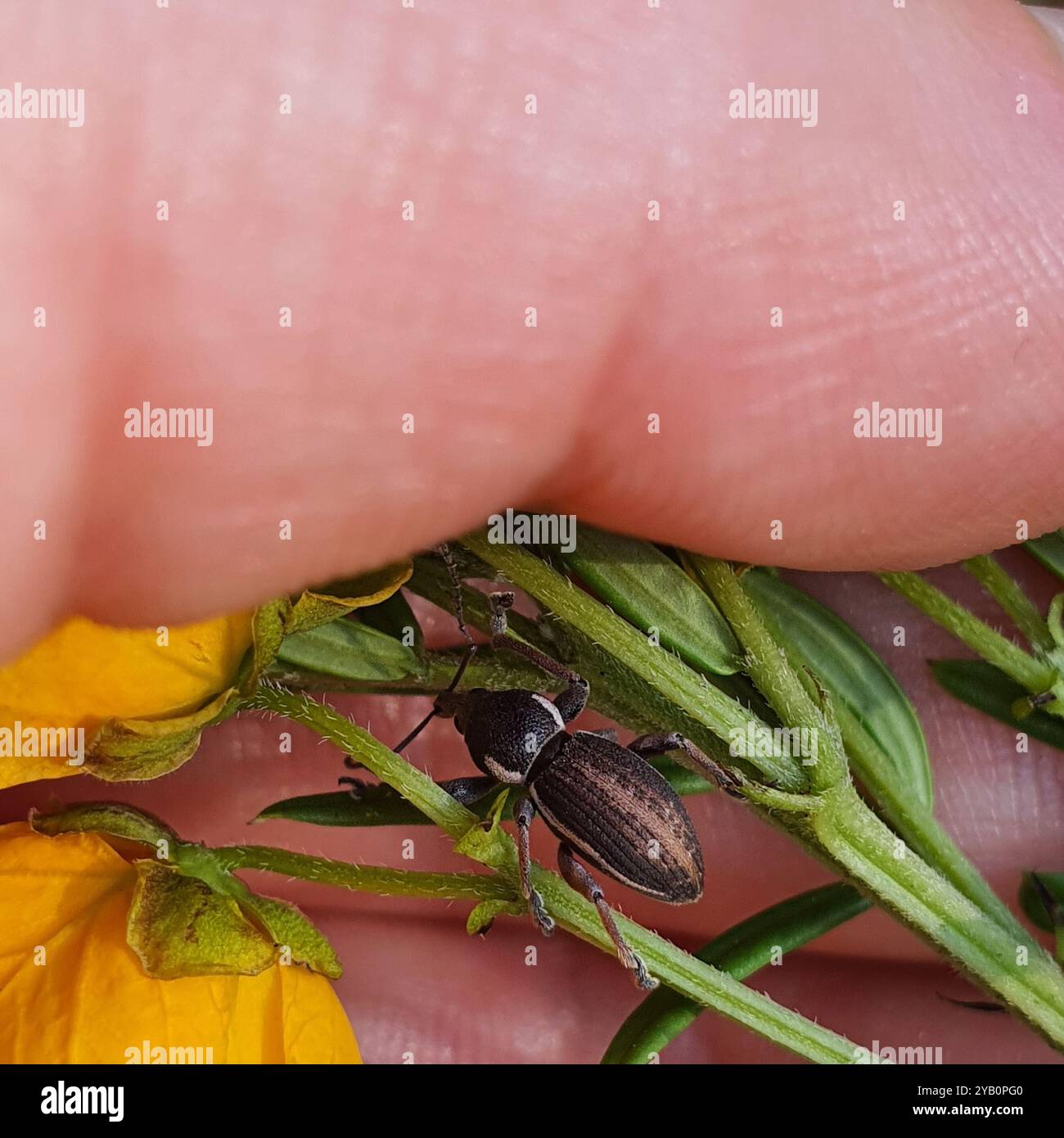White-striped Weevil (Perperus lateralis) Insecta Stock Photo - Alamy