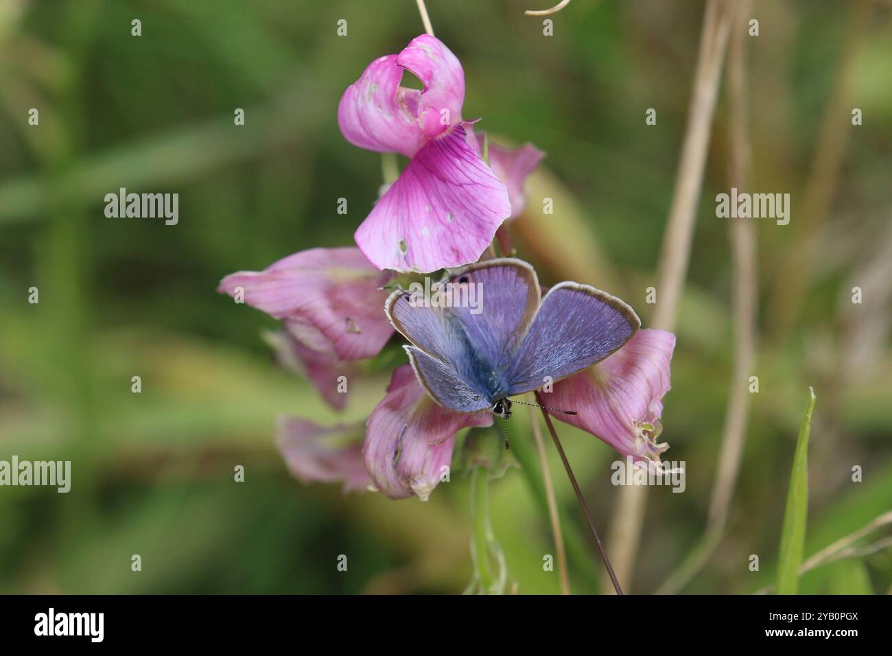 Long-tailed Blue or Pea Blue Butterfly male - Lampides boeticus Stock ...